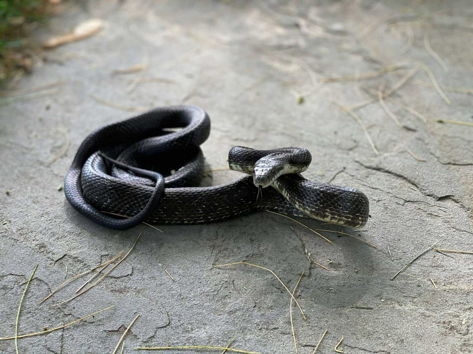 Snake Removal – Texas Wildlife Specialists